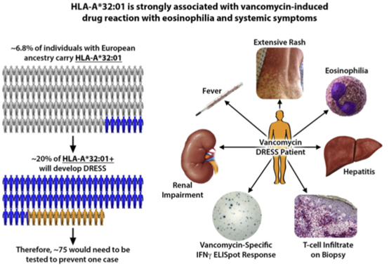 A robust test to detect the risk of DRESS syndrome under vancomycin ...